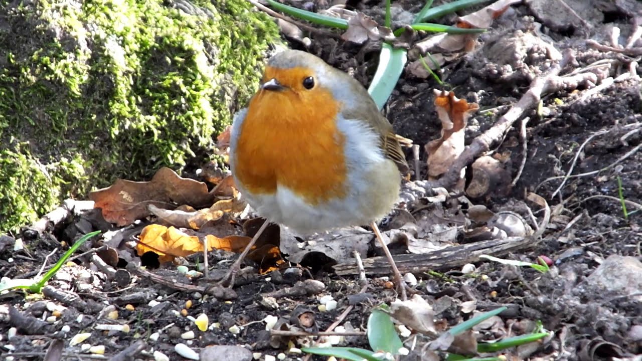 whistling to a robin in thurrock woods gets closer and closer - YouTube