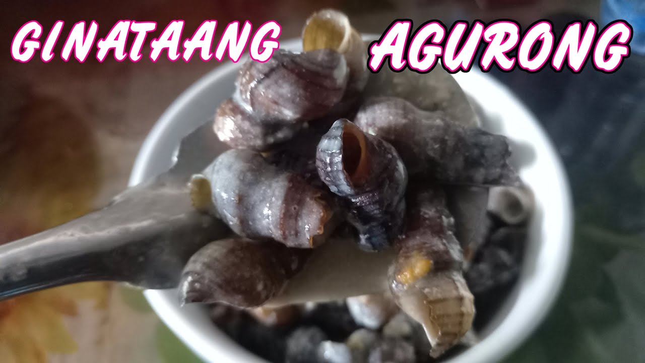 Ginataang Agurong Shells (Susong Pilipit) Pinoy Delicacies River Snails ...