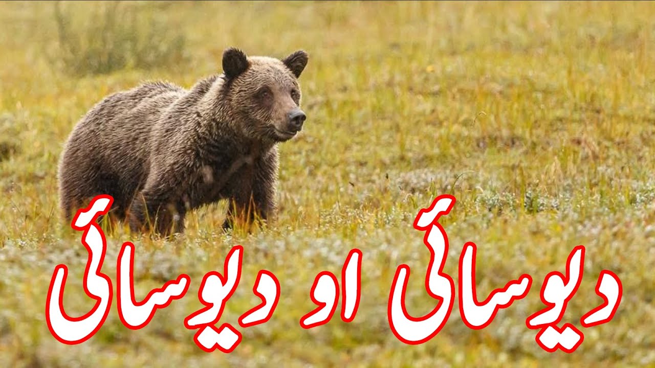 Deosai ooo Deosai |Deosai National Park| Home of The Himalayan brown ...