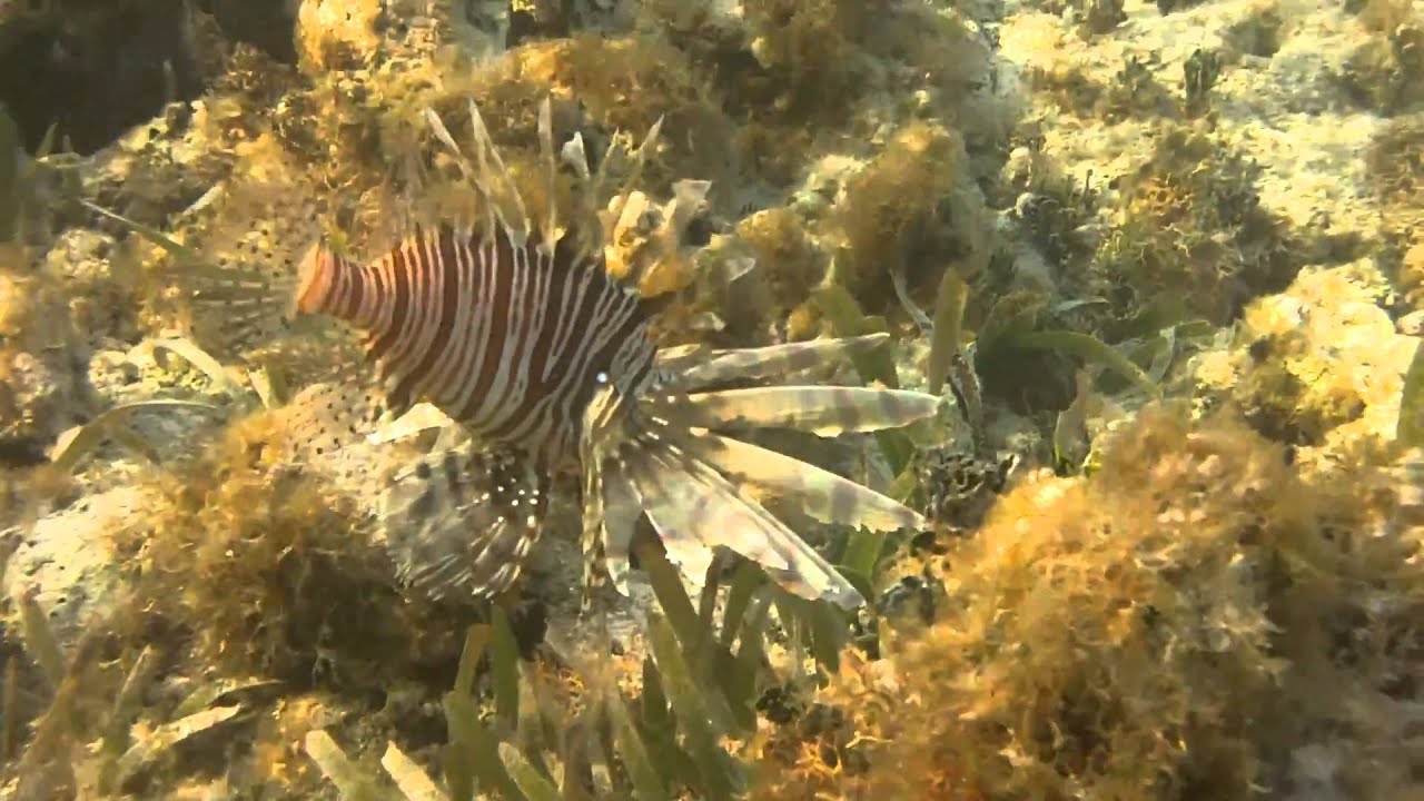 Lionfish hunts and attacks on Little Cayman - YouTube