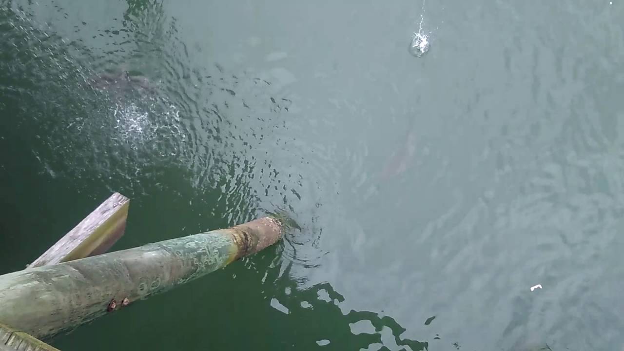 Sharks off the pier in Myrtle Beach SC - YouTube