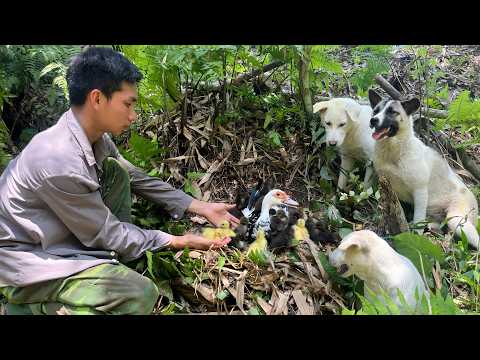 My Dogs Led Me to a Hidden Wild Duck Nest in the Deep Forest 🐶🦆🌿