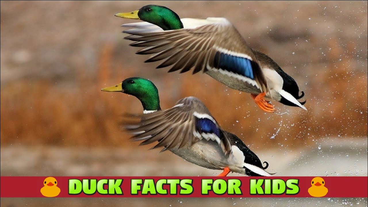 Interesting Facts about Ducks - Learn about Ducks for Kids #ducks # ...