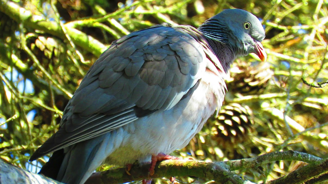 Pombo-torcaz / Common Wood Pigeon (Columba palumbus) Ribeira das Vinhas ...