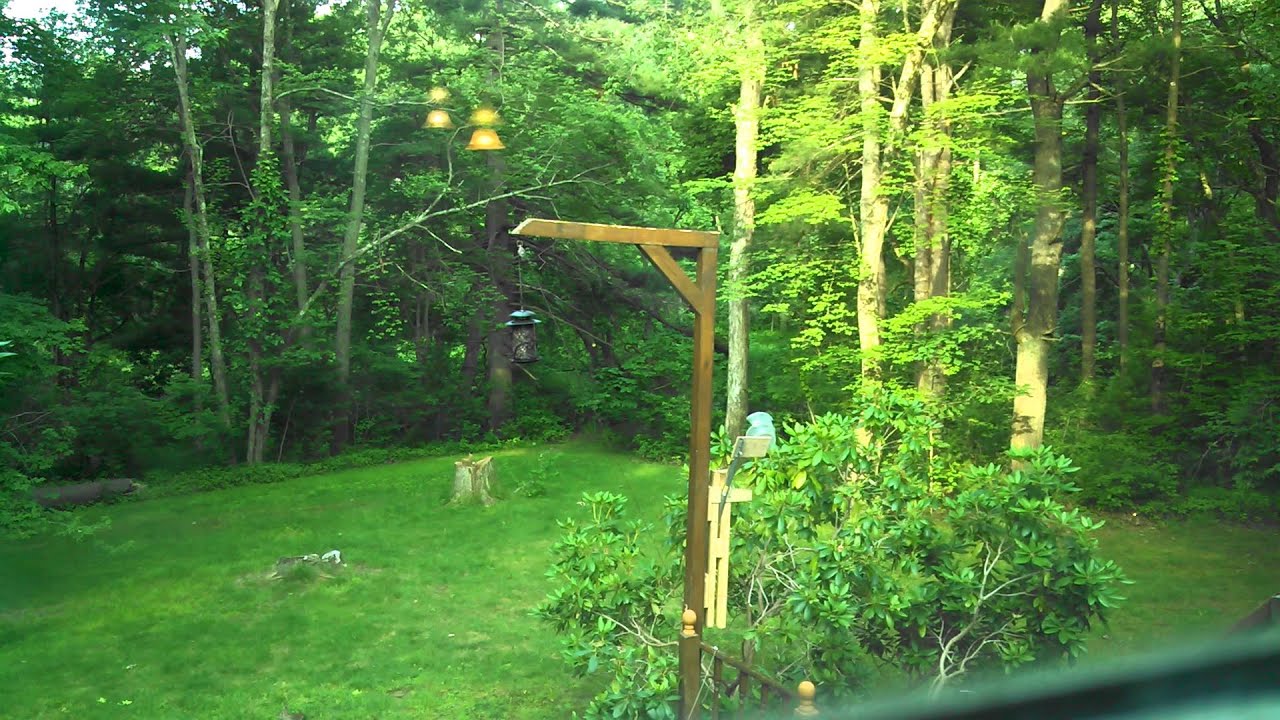 Squirrel Launcher Bridgewater - YouTube