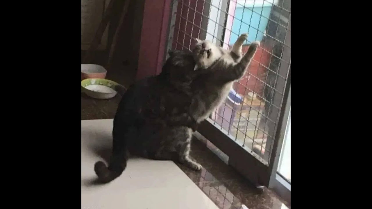 cordova running into things - YouTube