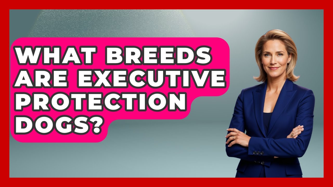 What Breeds Are Executive Protection Dogs? - High Stakes Jobs - YouTube