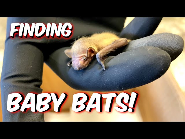Baby Bat Memes 30 Funny Bat Memes And Photos Celebrating The Most