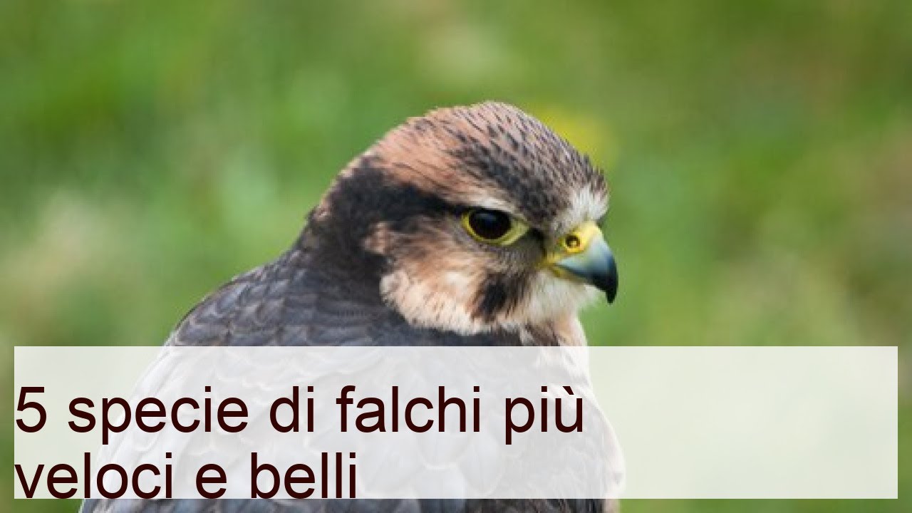 5 specie di falchi più veloci e belli - YouTube