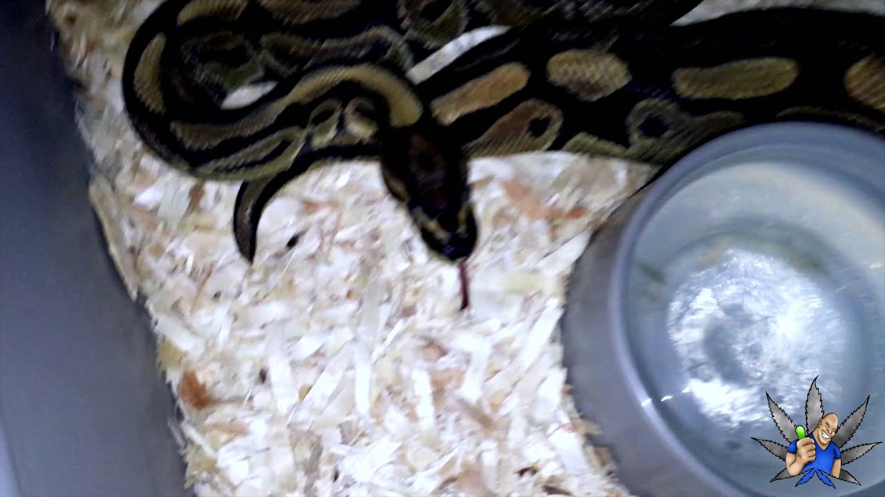 First Ovulation of 2016 -Ball Pythons - YouTube