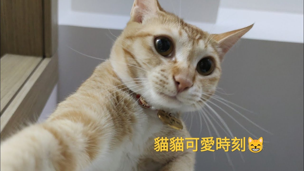 猫咪可愛時刻😸Banana 🍌/ cat game/ yellow cat/ homse cat - YouTube