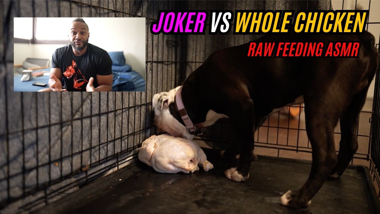 Joker vs Whole Chicken (Raw Feeding ASMR) - YouTube