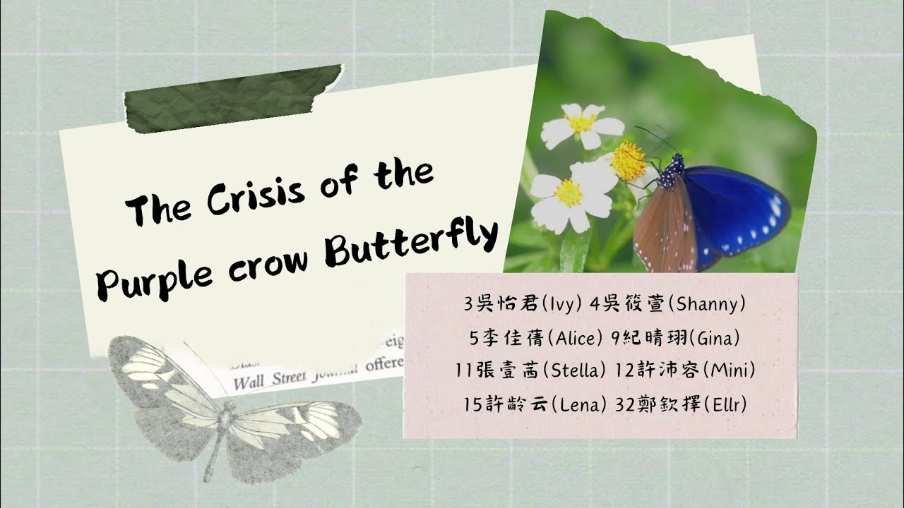 Crisis for purple crow butterflies - YouTube