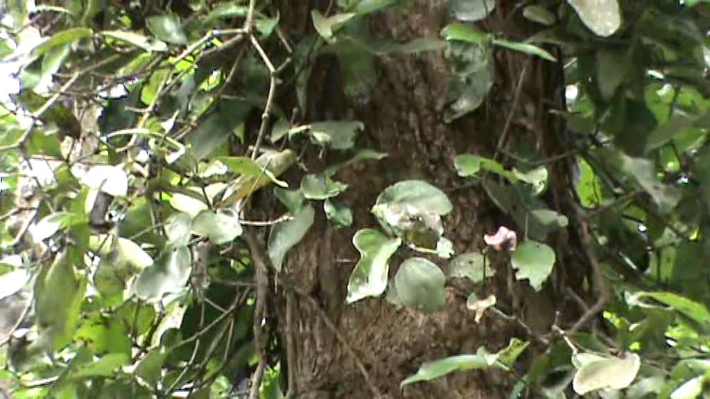 Loranthus - Alchetron, The Free Social Encyclopedia