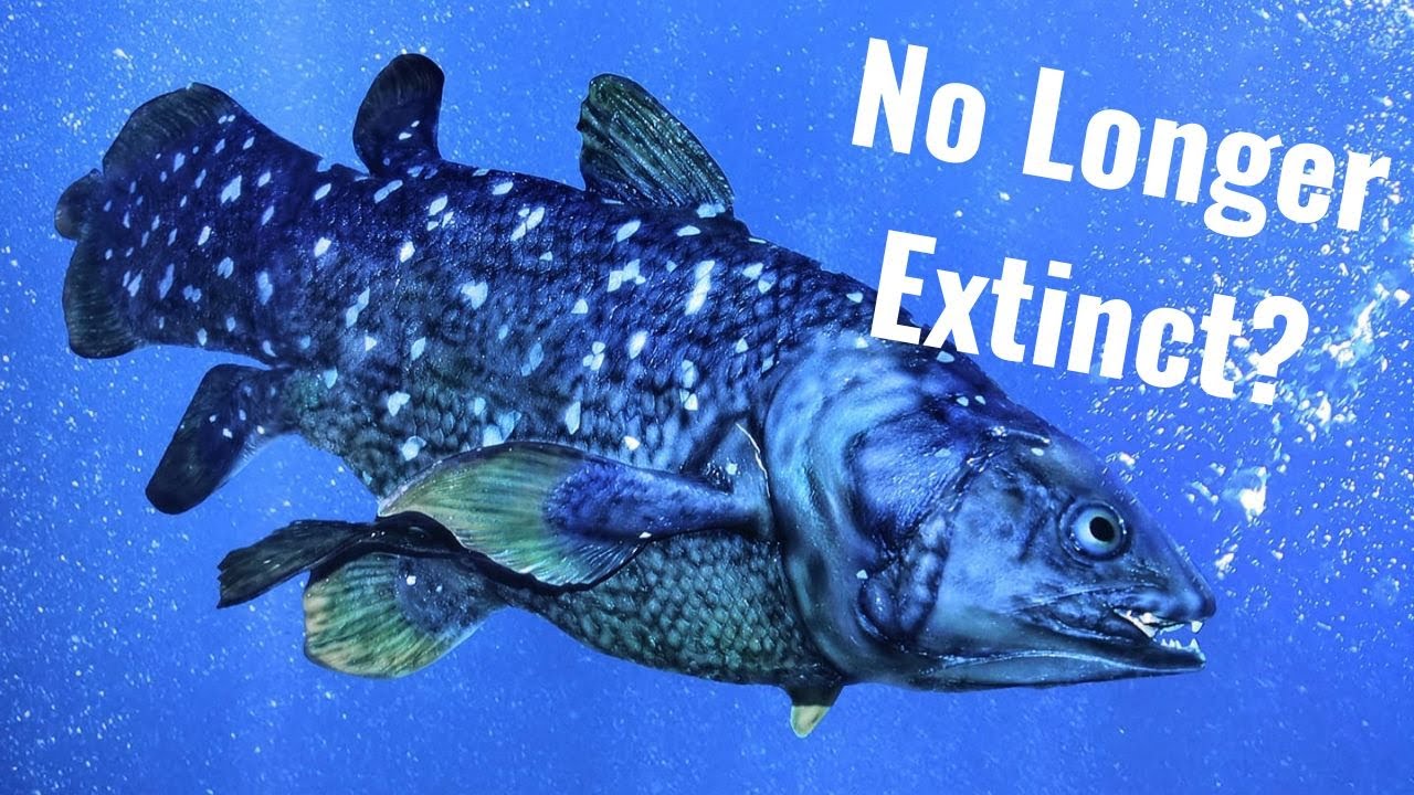 The Biology, Evolution, and Rediscovery of Coelacanths - YouTube