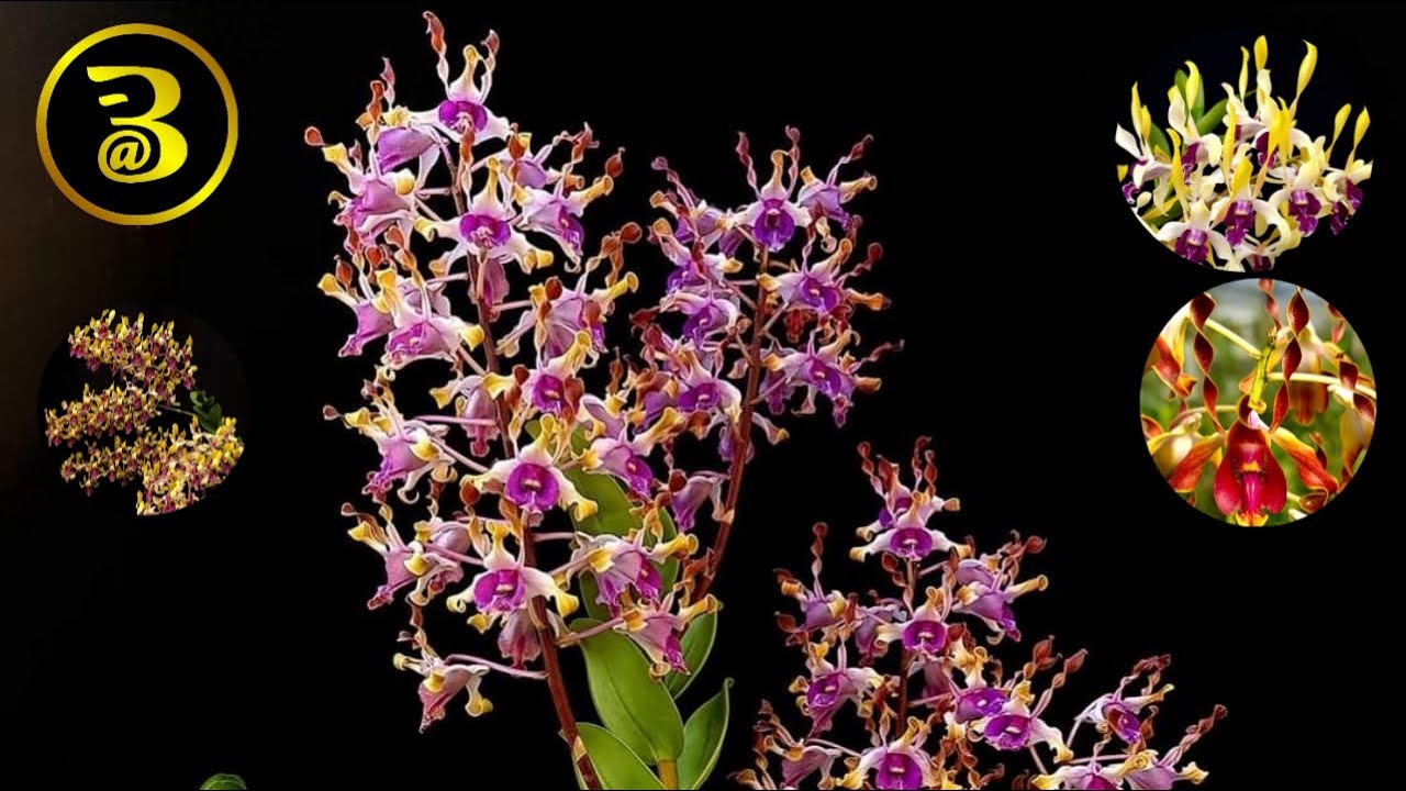Tour anggrek semua jenis anggrek ada di sini || koleksi anggrek ...