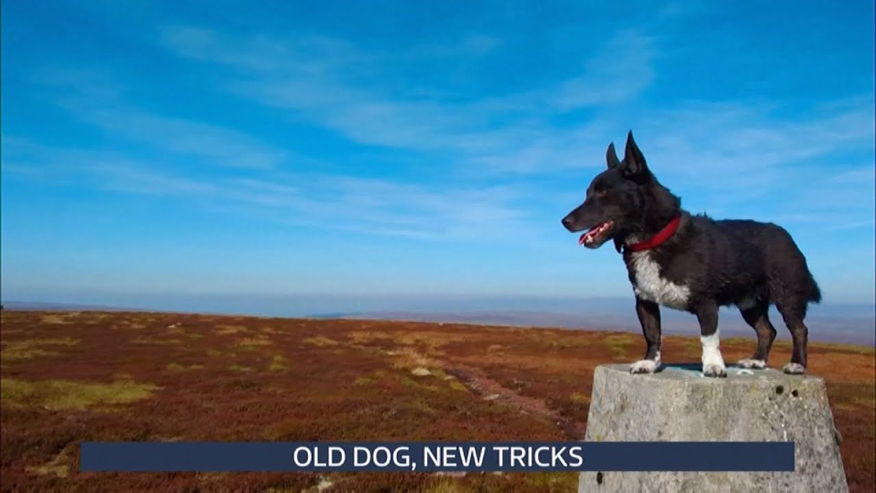 Bentley the dog from Ripley becomes first dog to climb every mountain ...