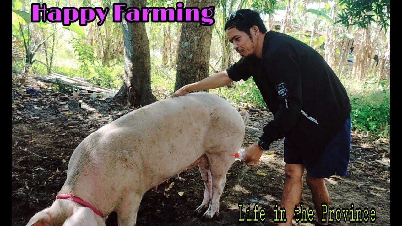 TuloyTuloy na Blessings ng aking mga Pigs ! / Mama Pig Takaw # ...