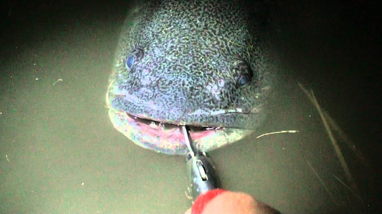 Mick's Meter+ Murray Cod - YouTube