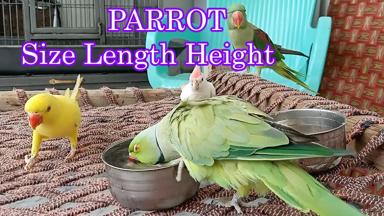 Parrot Size Length Height - YouTube