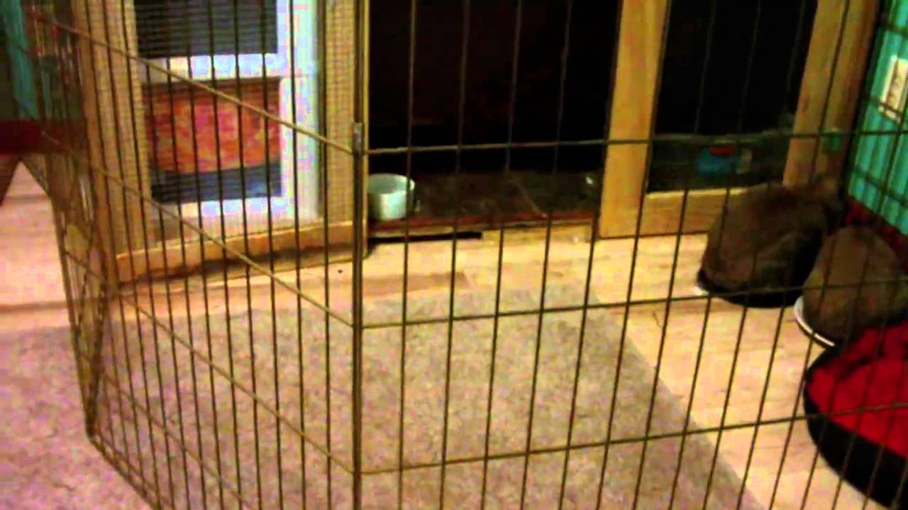 How to your rabbits indoors (Request and Please read Description) - YouTube