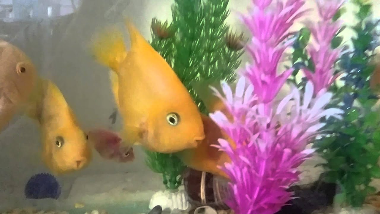 Pez perico y durazno grande - YouTube