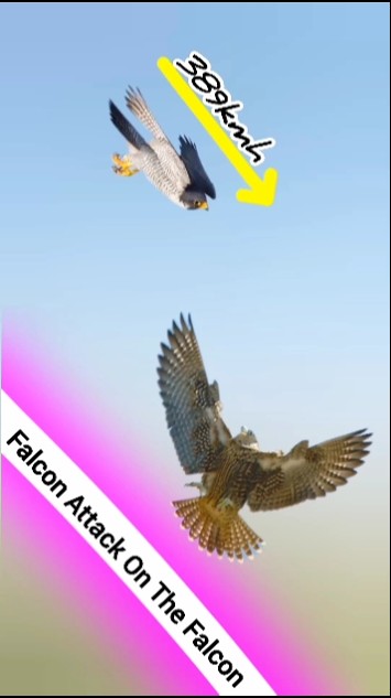 Falcon attack on the falcon 389kmmh speed attack #fyp - YouTube