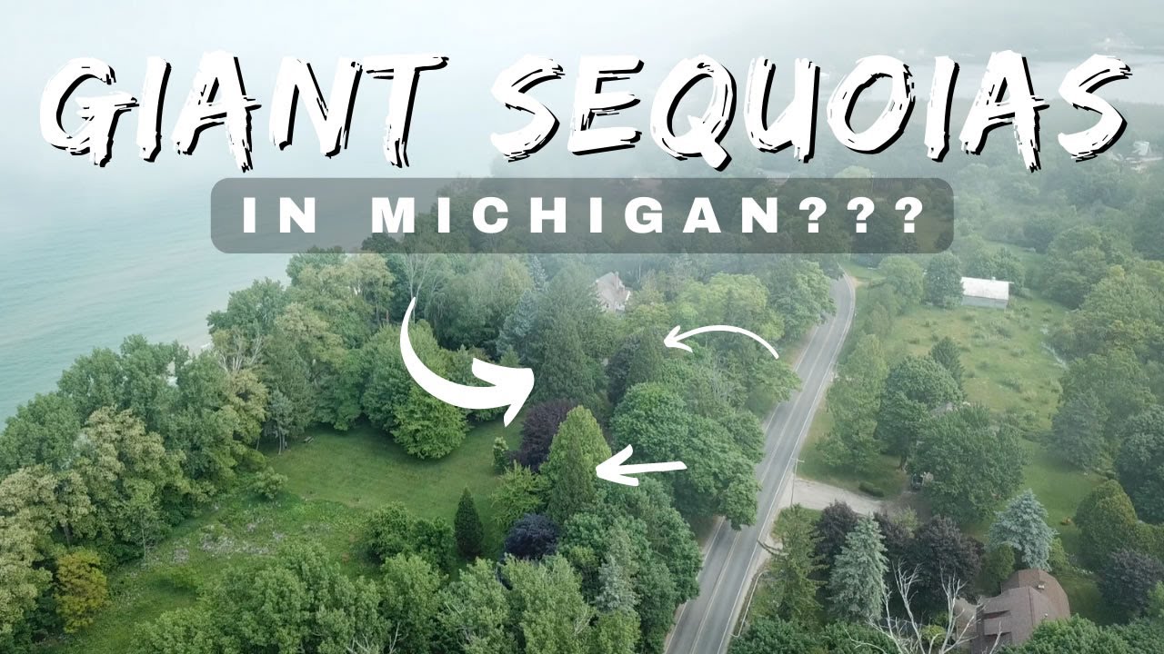 Michigan Tree Guide: Identify Common Species (With Locations ...