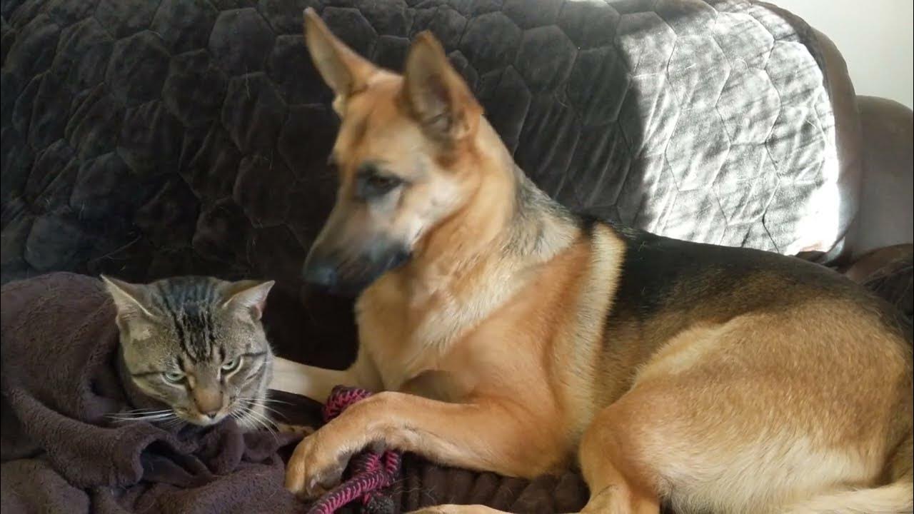 German Shepherd Dog And Her Pet Cat Waking Up AND Big Boy Tail Swats At The End - YouTube