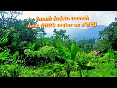 Tanah murah luas 4000 meter ss AJB RP 475 juta #tanahmurah 