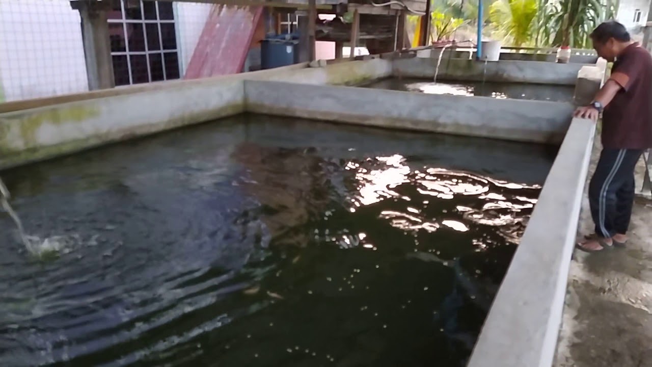 kolam ikan tilapia bajet murah | Kolam simen | Talapia merah - YouTube