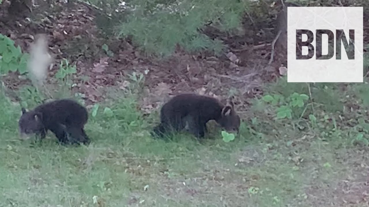 Black Bear Cubs Frolic In The Grass In Maine Youtube