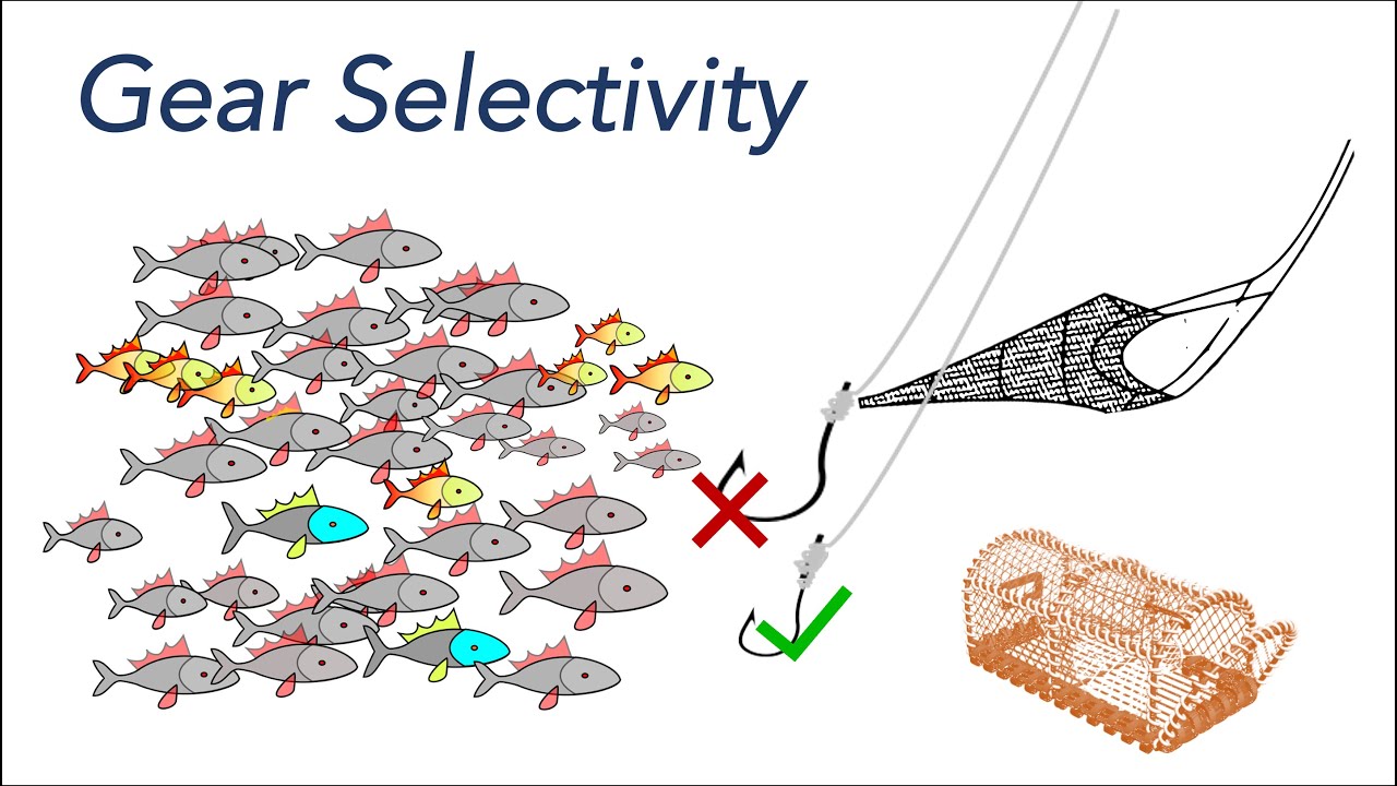 Defining Gear Selectivity – Fisheries Stock Assessment and Management ...