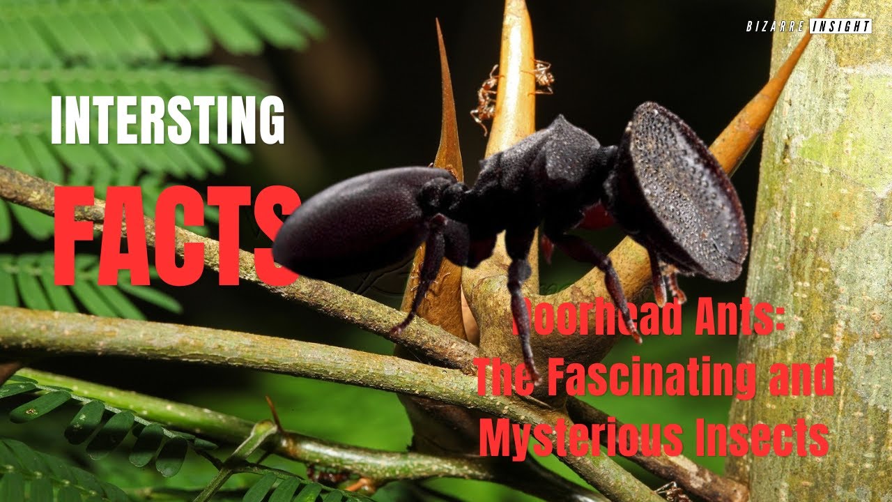 Doorhead Ants: The Fascinating and Mysterious Insects - YouTube