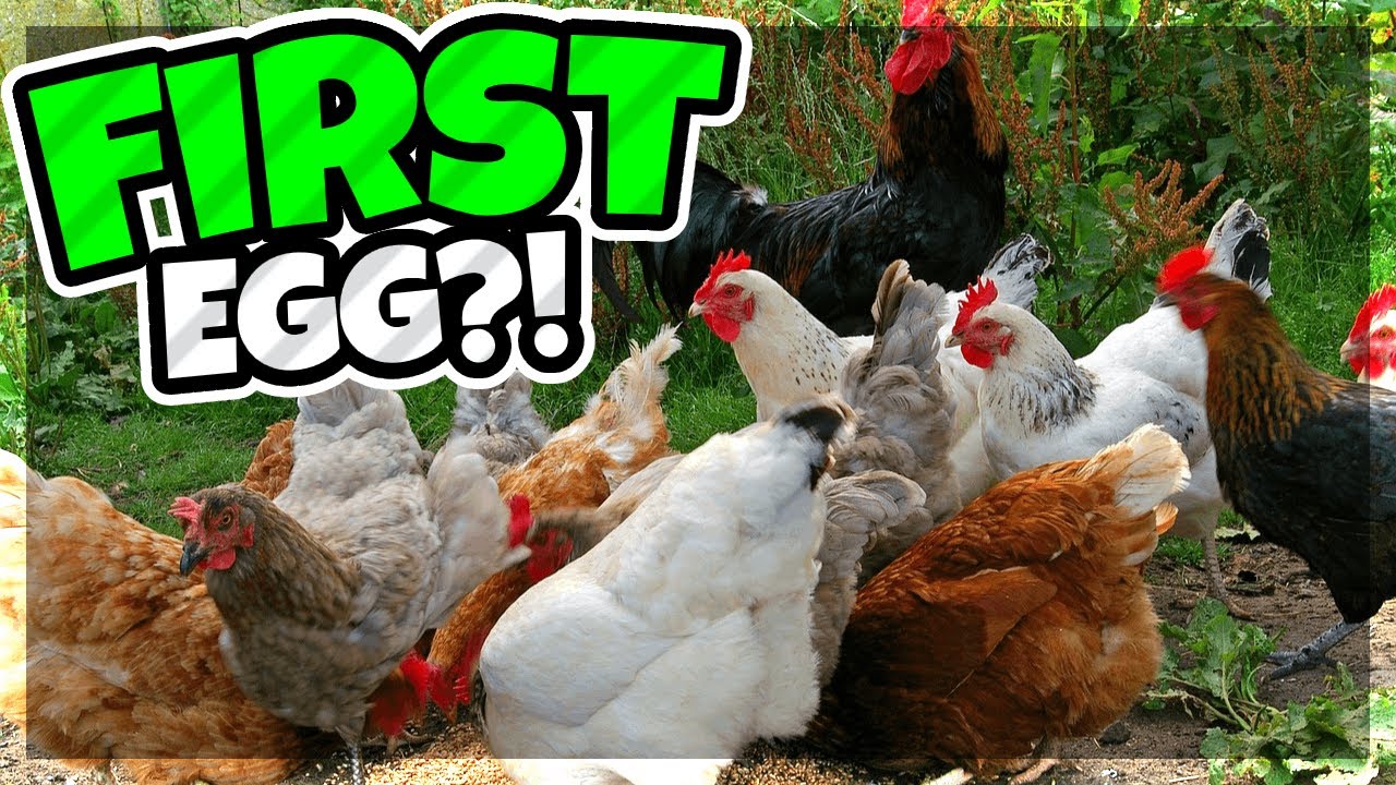 When will YOUR Chicken Lay It's First Egg? - YouTube