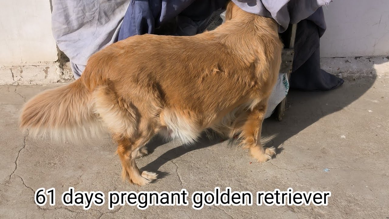 61 days pregnant golden retriever | Signs your dog will come soon in ...