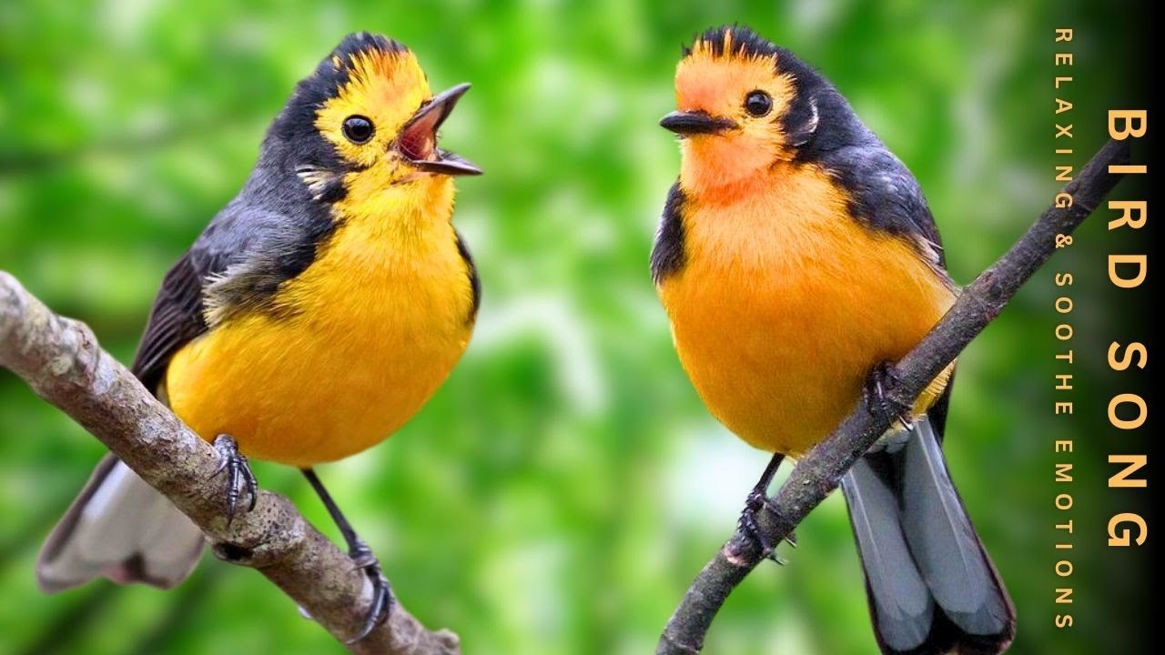 Birds Singing - Beautiful Birds Singing in the Forest - Nature Sounds ...