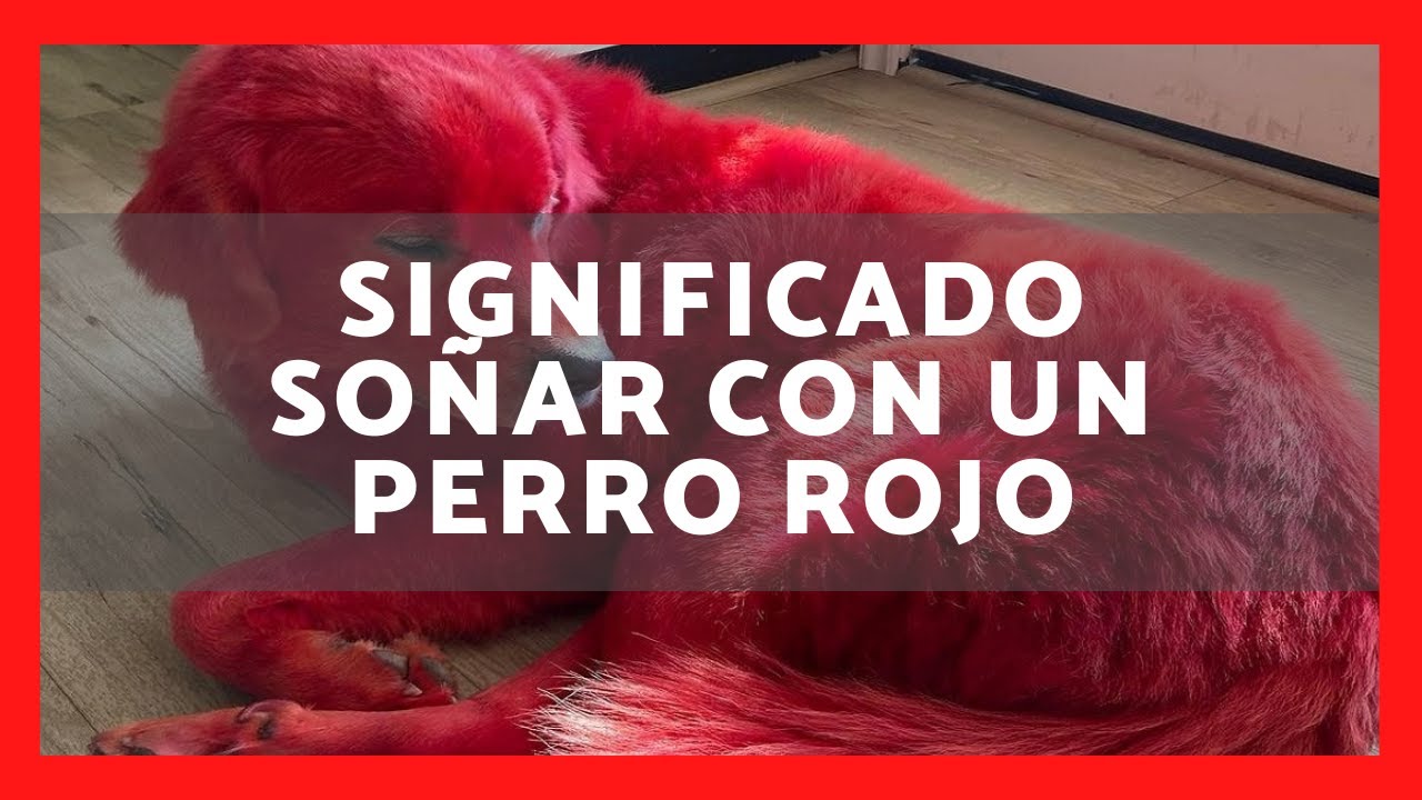 ️ QUÉ SIGNIFICA SOÑAR CON UN PERRO ROJO 2023 SIGNIFICADO SUEÑO CON UN ...