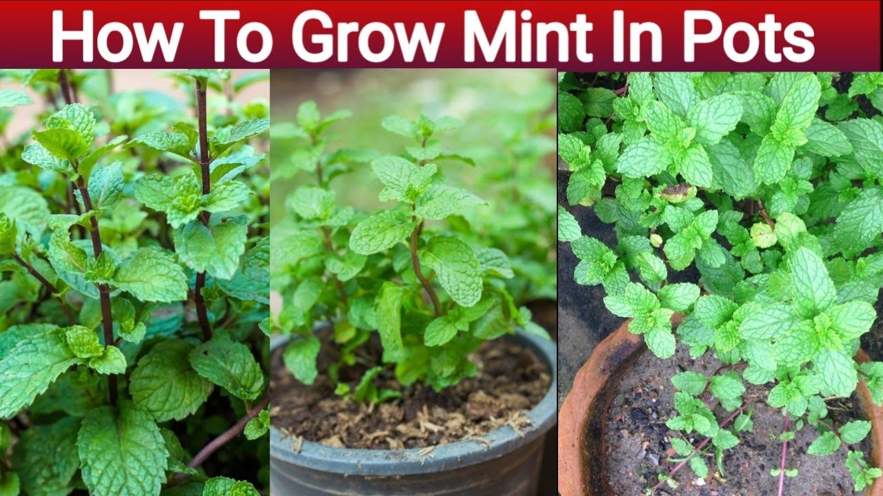 How To Grow Mint In Pots | Save Mint Plant From Drying In Summer | Love ...
