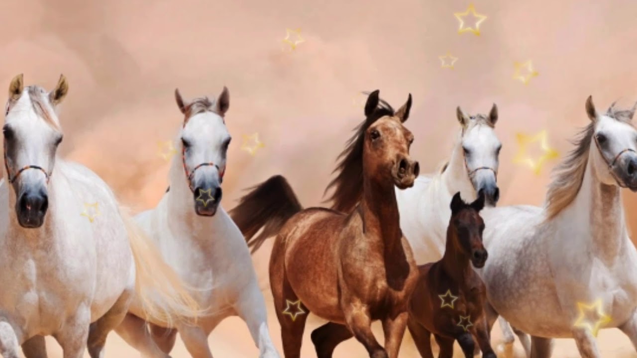 Les beaux chevales - YouTube