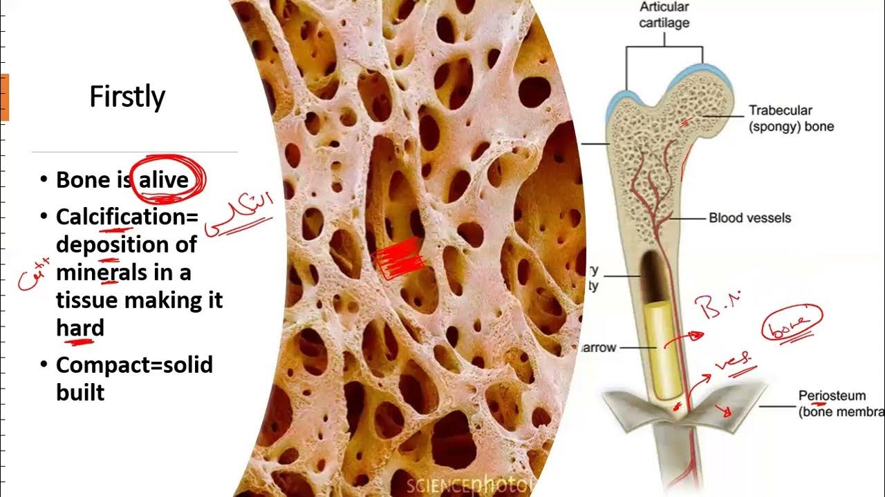 04 BONE PART 1 - YouTube