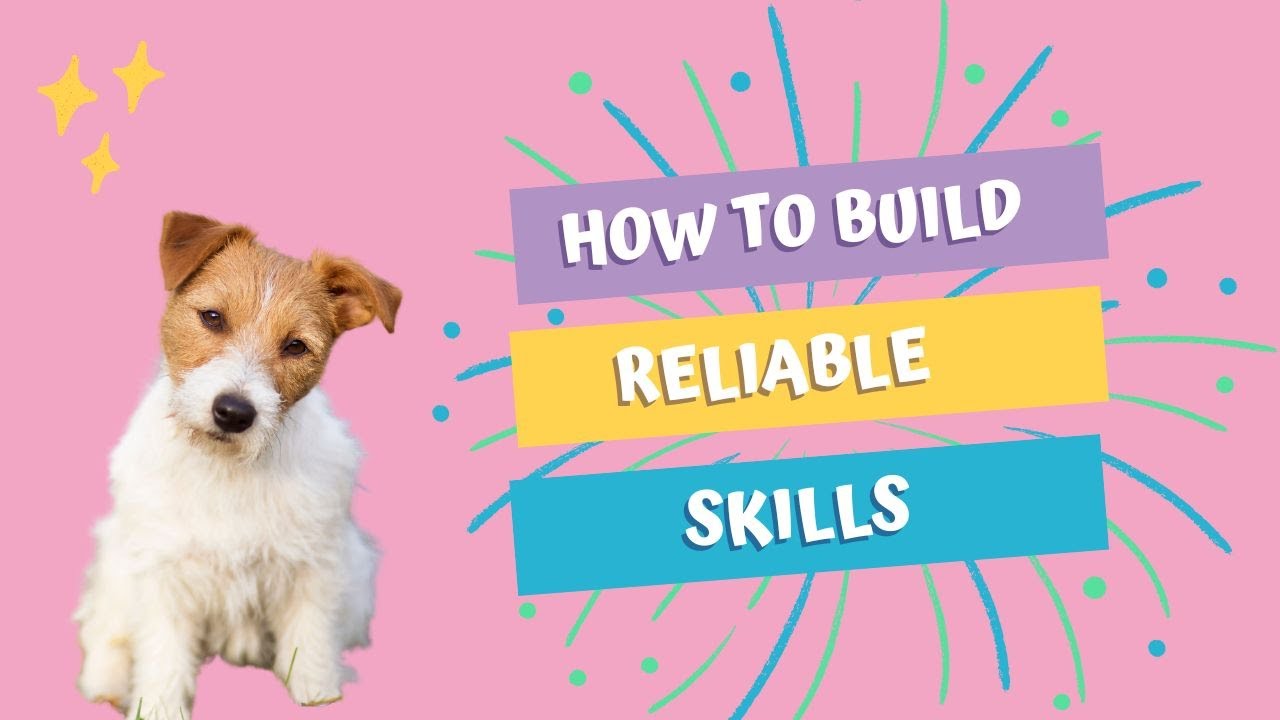 Building reliable skills with your dog - YouTube