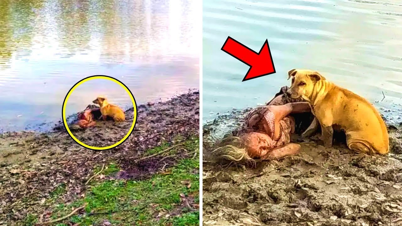 Leute schrien, als sie sahen, was diese Hunde mit einer älteren ...