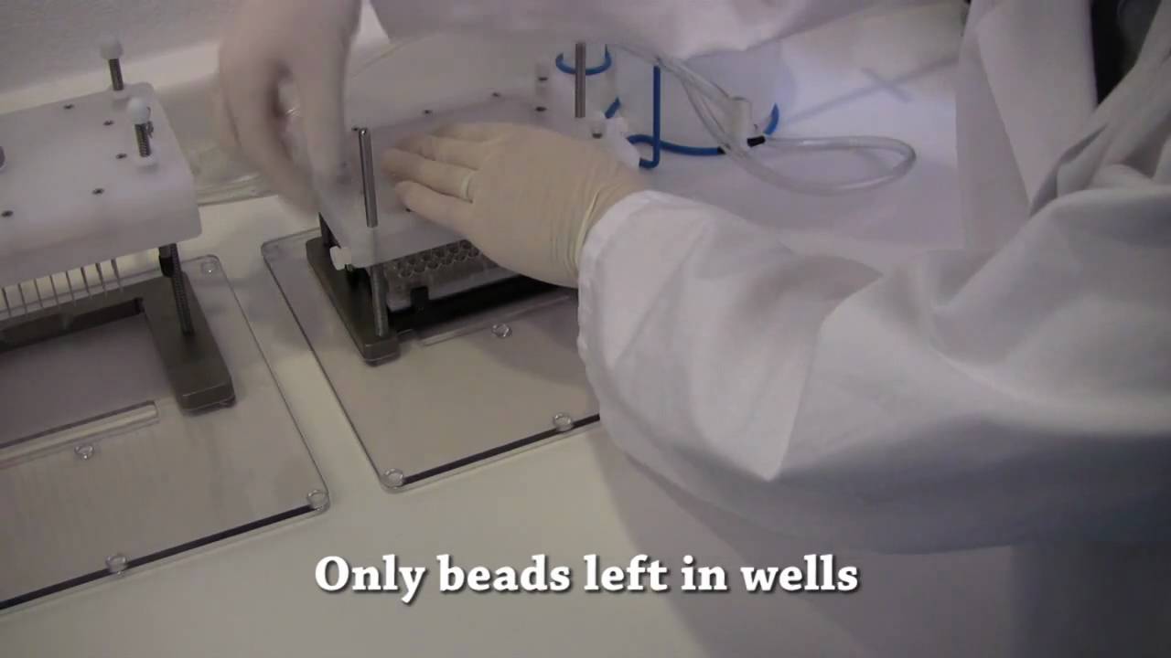 Magnetic Bead Separation - YouTube