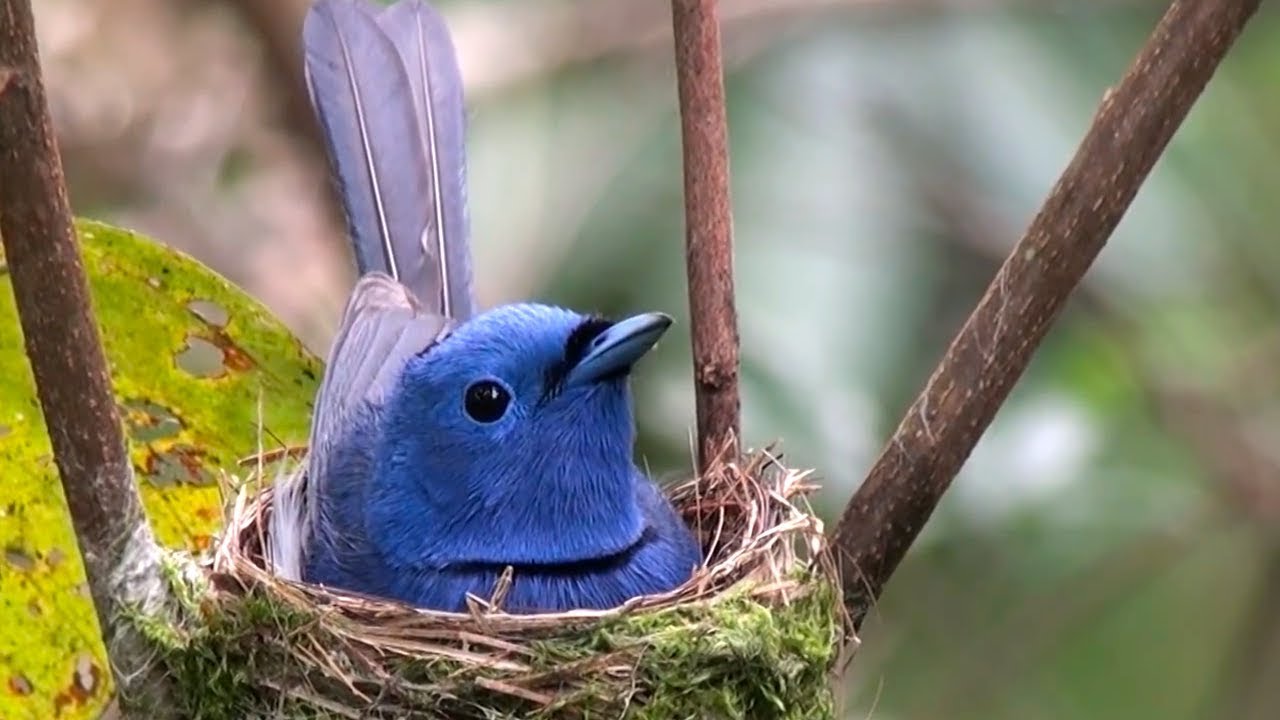 Songbirds nest with fledgling chicks - YouTube