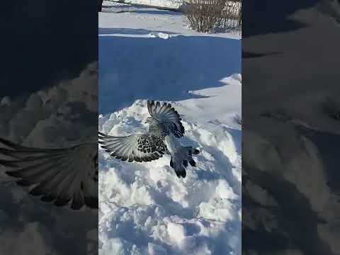 2 METRE KARDA GÜVERCİN UÇURDUM VİDEO DİK OLMUŞ BU SEFERLİK BÖYLE OLSUN