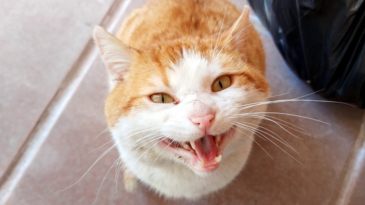 Loudest Meowing Cat In The World ? Compilation - YouTube