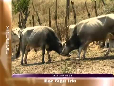 boz sığır ırkı