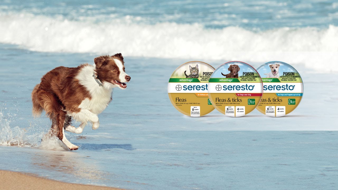 Discover How the Seresto Flea and Tick Collar Gives Your Pet Up To 8 ...