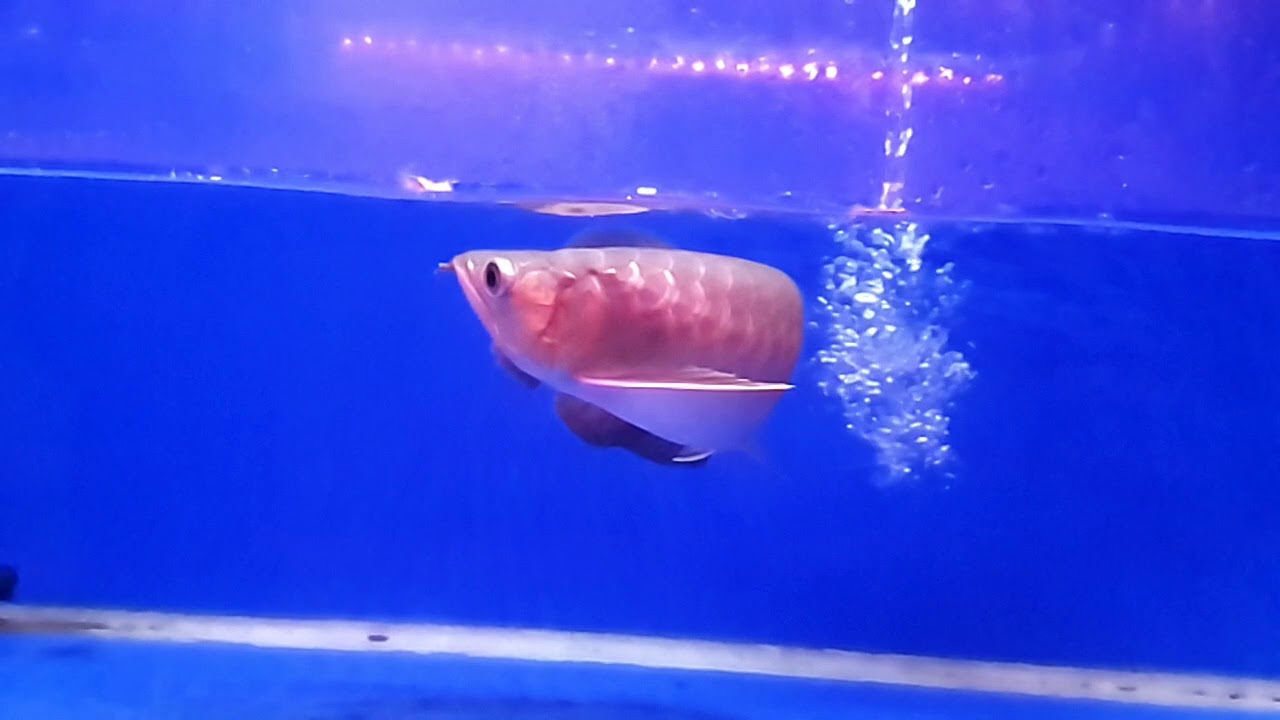 Arowana eating cricket part 2 super slow motion - YouTube